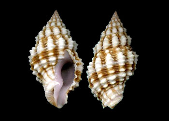 蛾螺总科 Buccinacea 蓝色动物学（中国动物学科普）